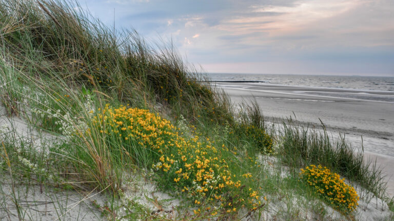 Top 10: Die Highlights auf Wangerooge - Die Inseln der Nordsee